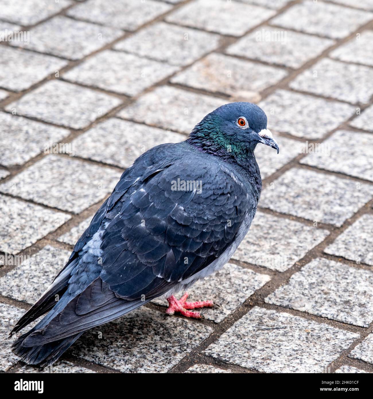 London England UK, 29 January 2022, Single Pigeon Walking On Pavement ...