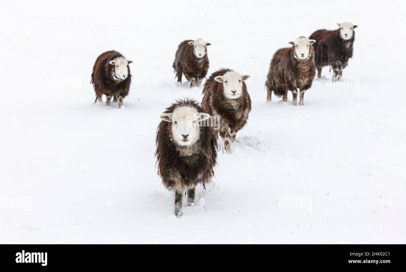 Hardy native sheep hi-res stock photography and images - Alamy