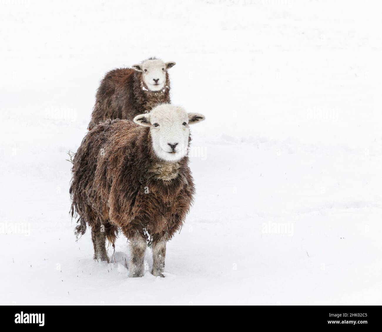 Ewe and lamb hi-res stock photography and images - Alamy