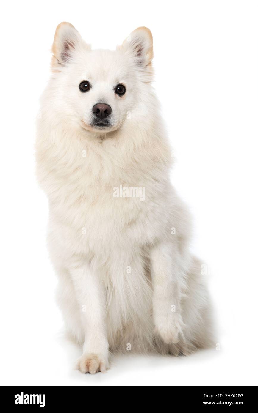 German spitz dog Cut Out Stock Images & Pictures - Alamy