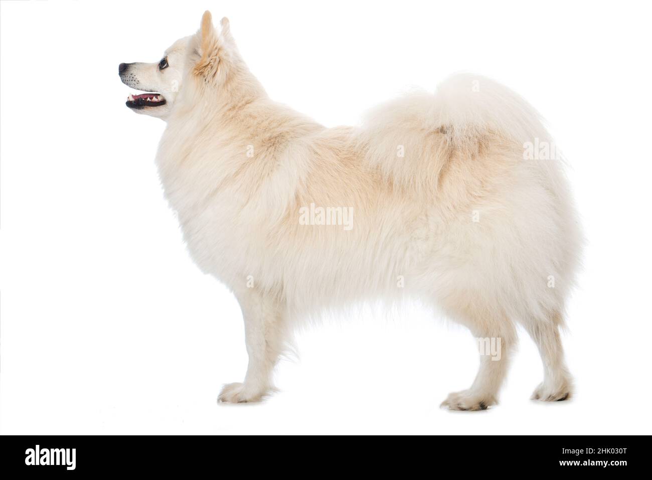 Spitz dog isolated on white Stock Photo - Alamy