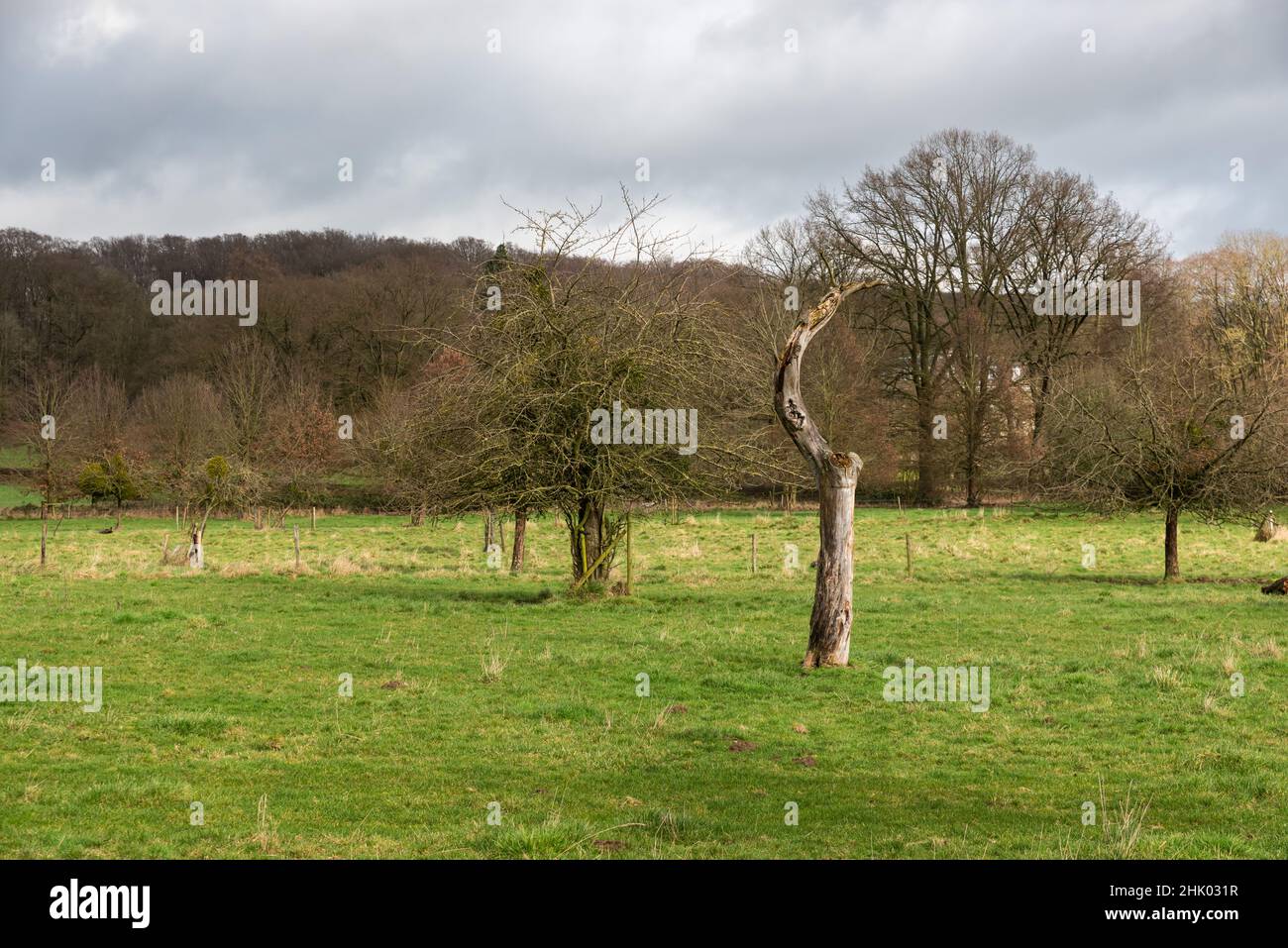 Short stem hi-res stock photography and images - Alamy