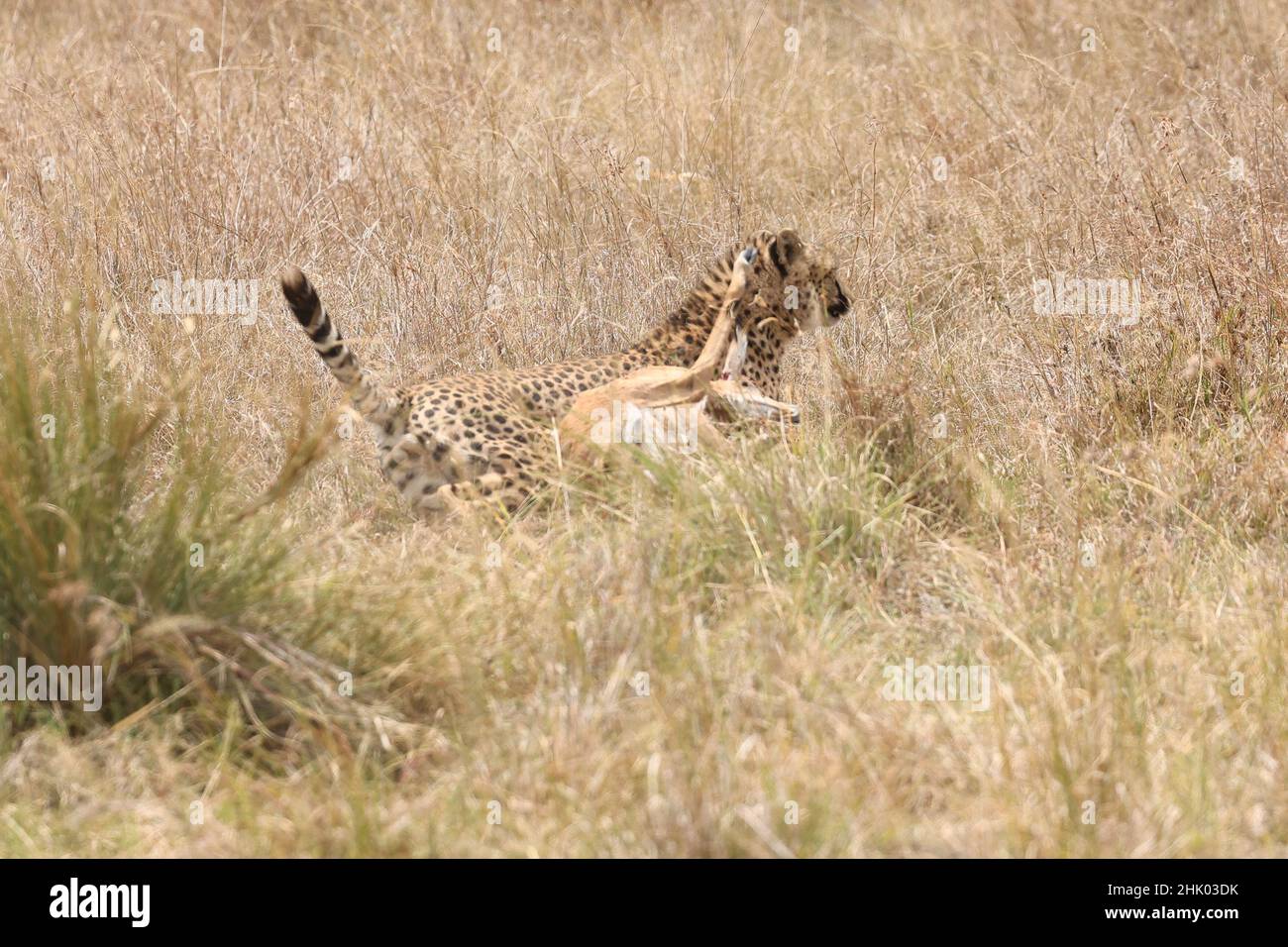 Cheetah hunting impala hi-res stock photography and images - Alamy