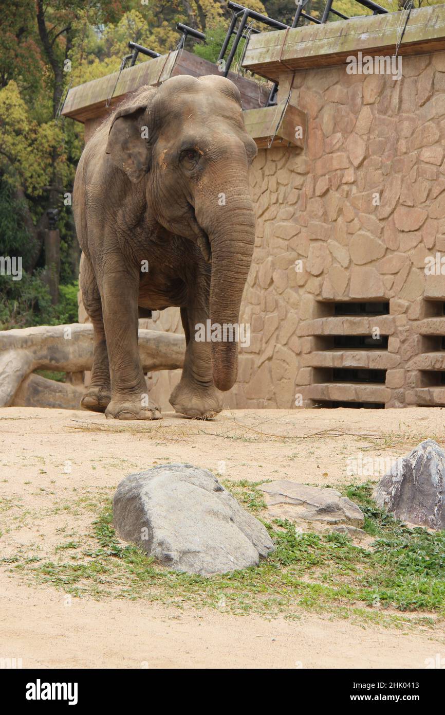asian elephant in a zoo in osaka in japan Stock Photo - Alamy