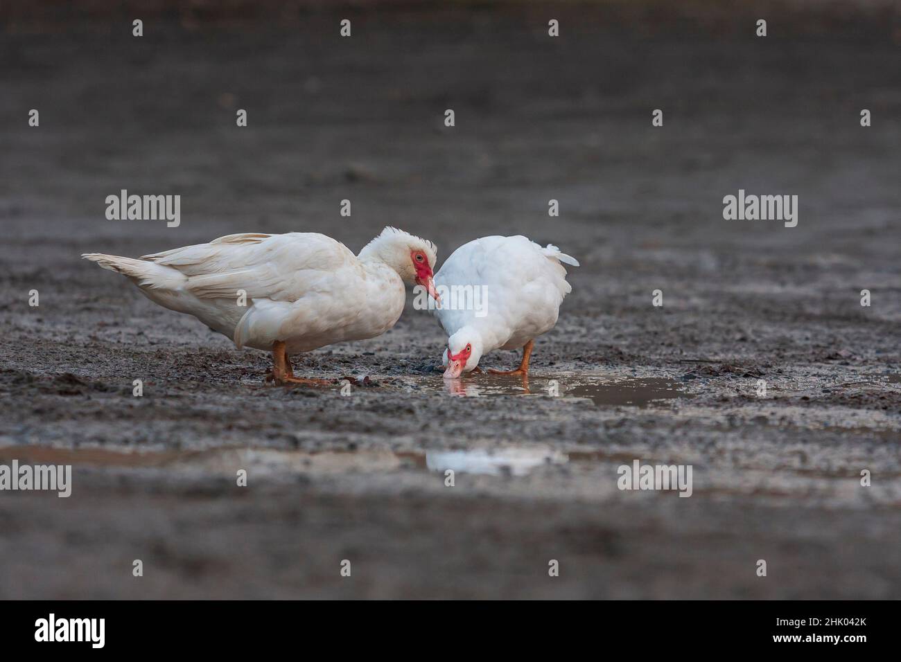 Anas platyrhynchos f. Domestica - White duck on a muddy road Stock ...