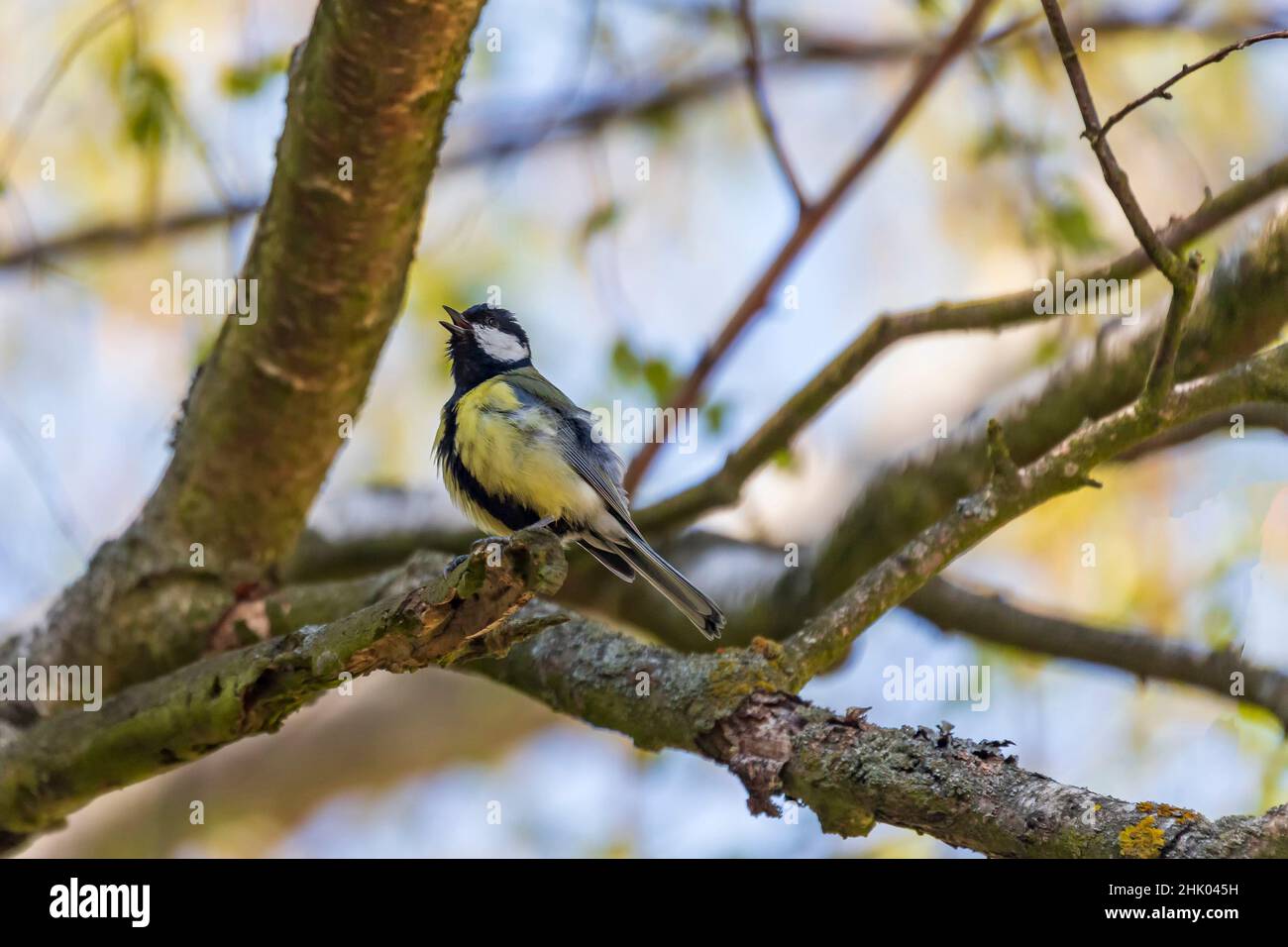 Great parus major feather hi-res stock photography and images - Alamy