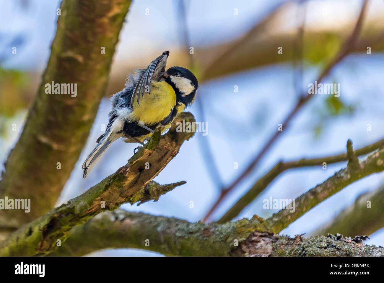 Blue parus major on hi-res stock photography and images - Alamy