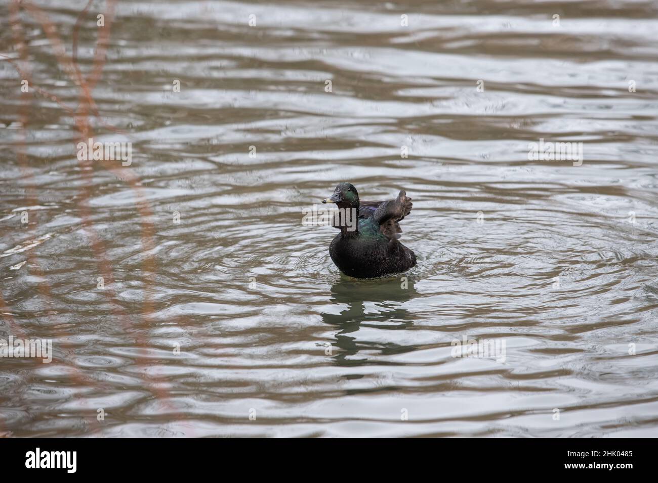 Winter pond landscape. The pond is frozen and there is a duck on the ...