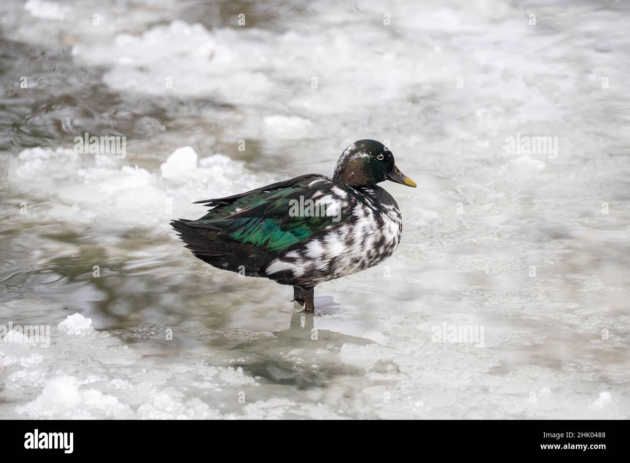 Winter pond landscape. The pond is frozen and there is a duck on the ...