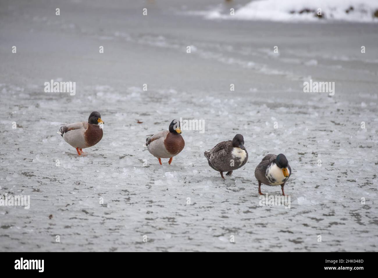 Winter pond landscape. The pond is frozen and there is a duck on the ...