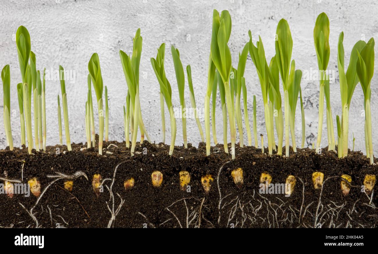Shoots with young corn roots Stock Photo - Alamy