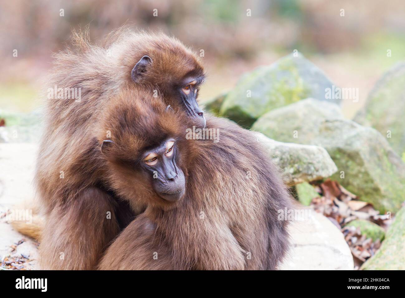 Two Macaca monkeys sit together and huddle together. Photo has nice ...