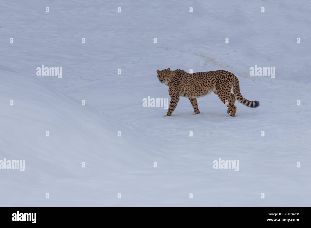 Cheetah - Acinonyx jubatus in winter open landscape in the snow Stock ...