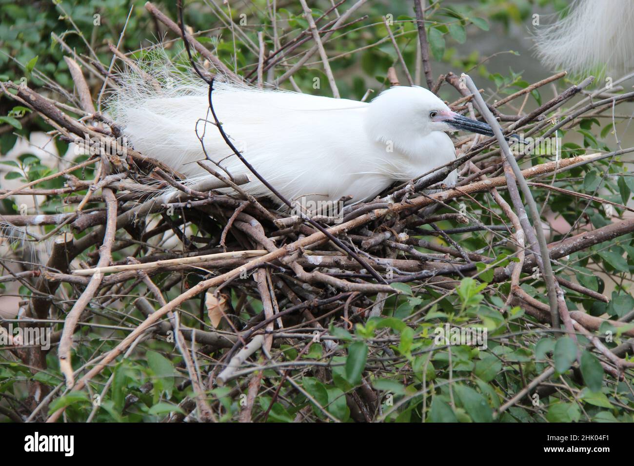 white egret in a zoo in osaka in japan Stock Photo - Alamy