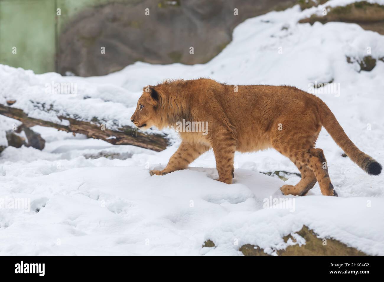 Lioness landscape animal head hi-res stock photography and images - Alamy