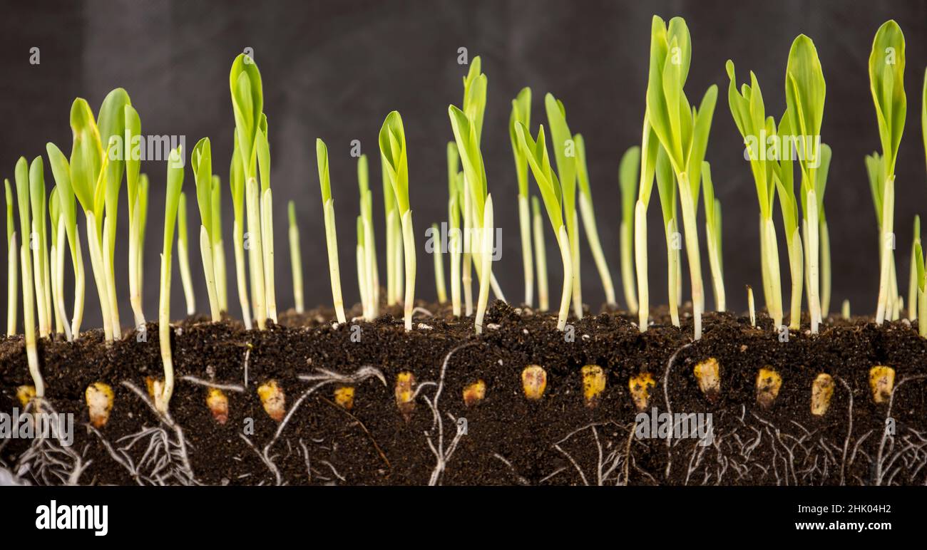 Shoots with young corn roots Stock Photo - Alamy