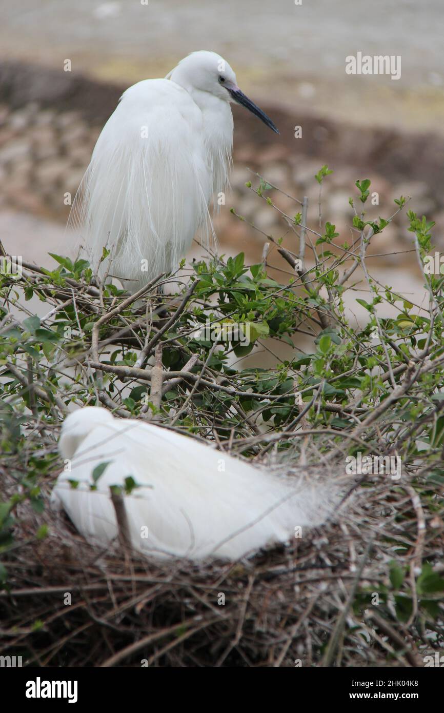 white egret in a zoo in osaka in japan Stock Photo - Alamy