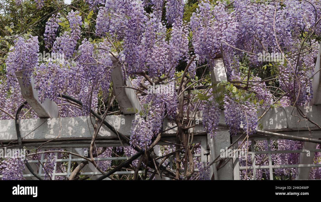 View of a bloomed Wisteria tree in the botanical garden Stock Photo - Alamy