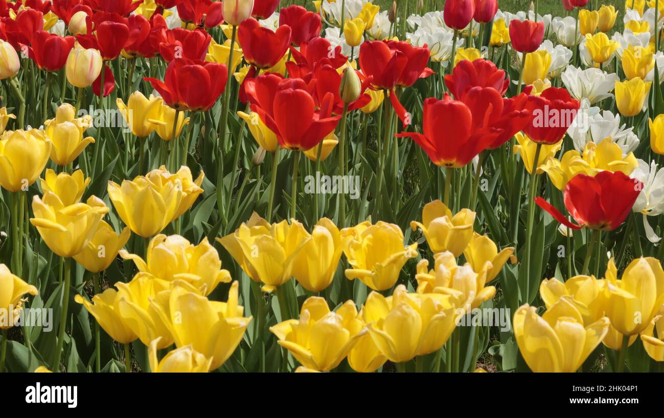 Beautiful view of tulips growing in a garden on a sunny day Stock Photo ...