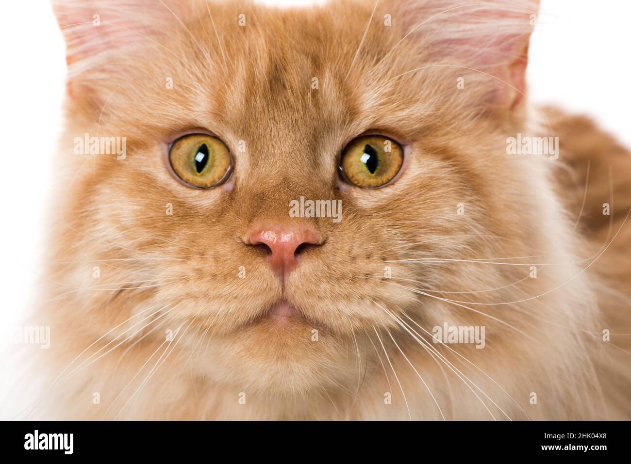 Red maine coon cat isolated on white background Stock Photo - Alamy