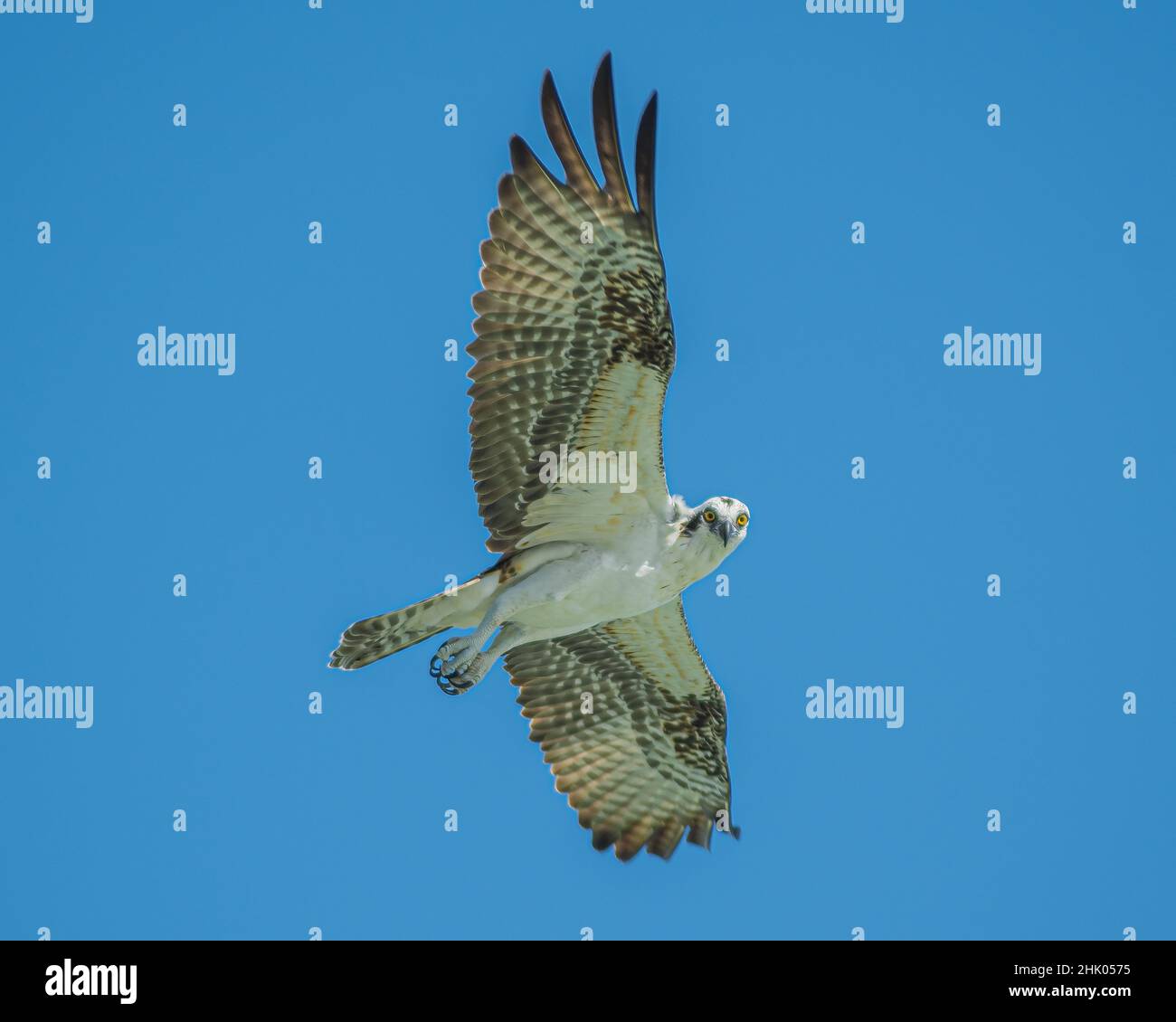 falcon gliding with outstretched wings Stock Photo - Alamy
