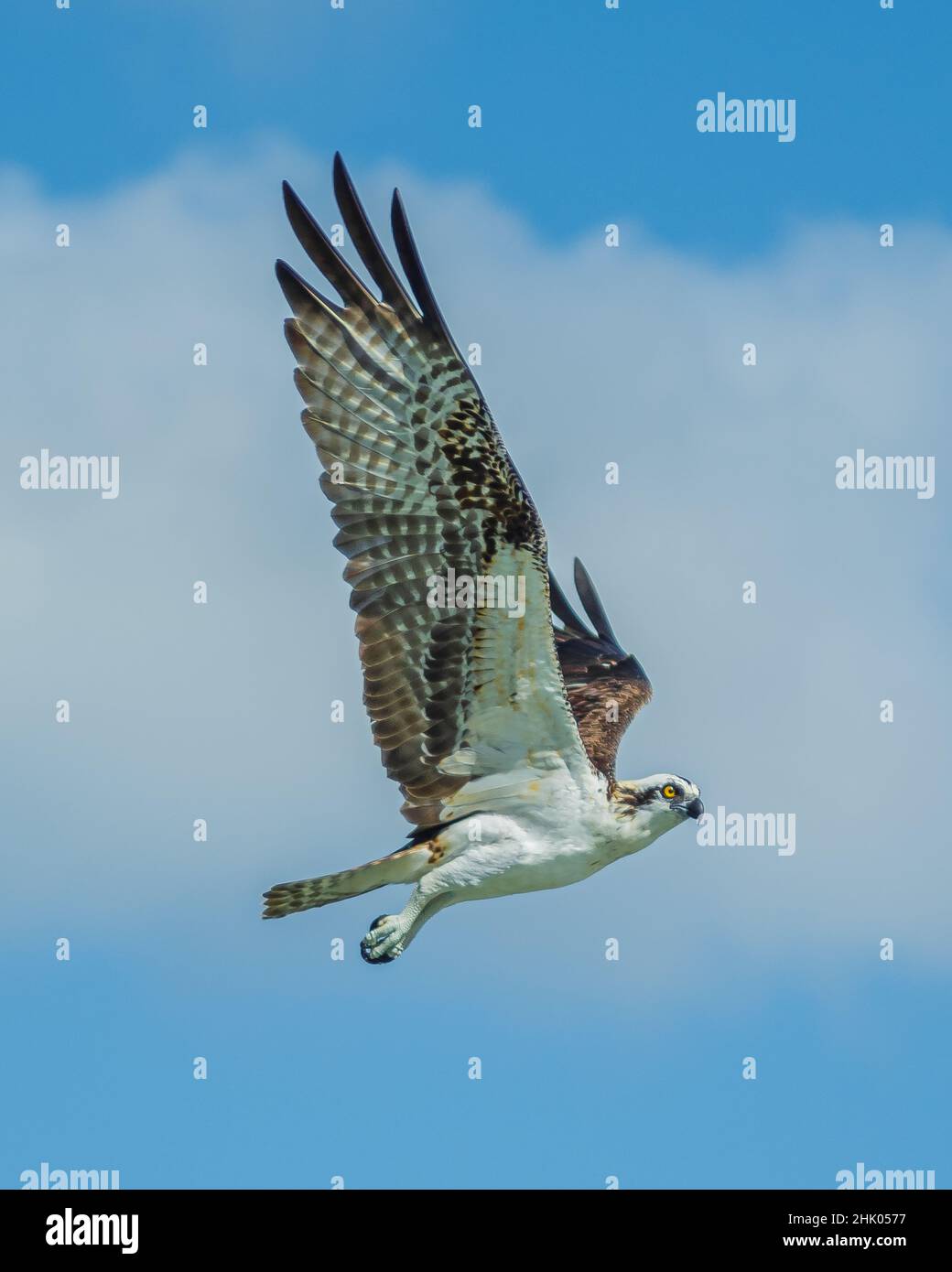 Falcon peak hi-res stock photography and images - Alamy