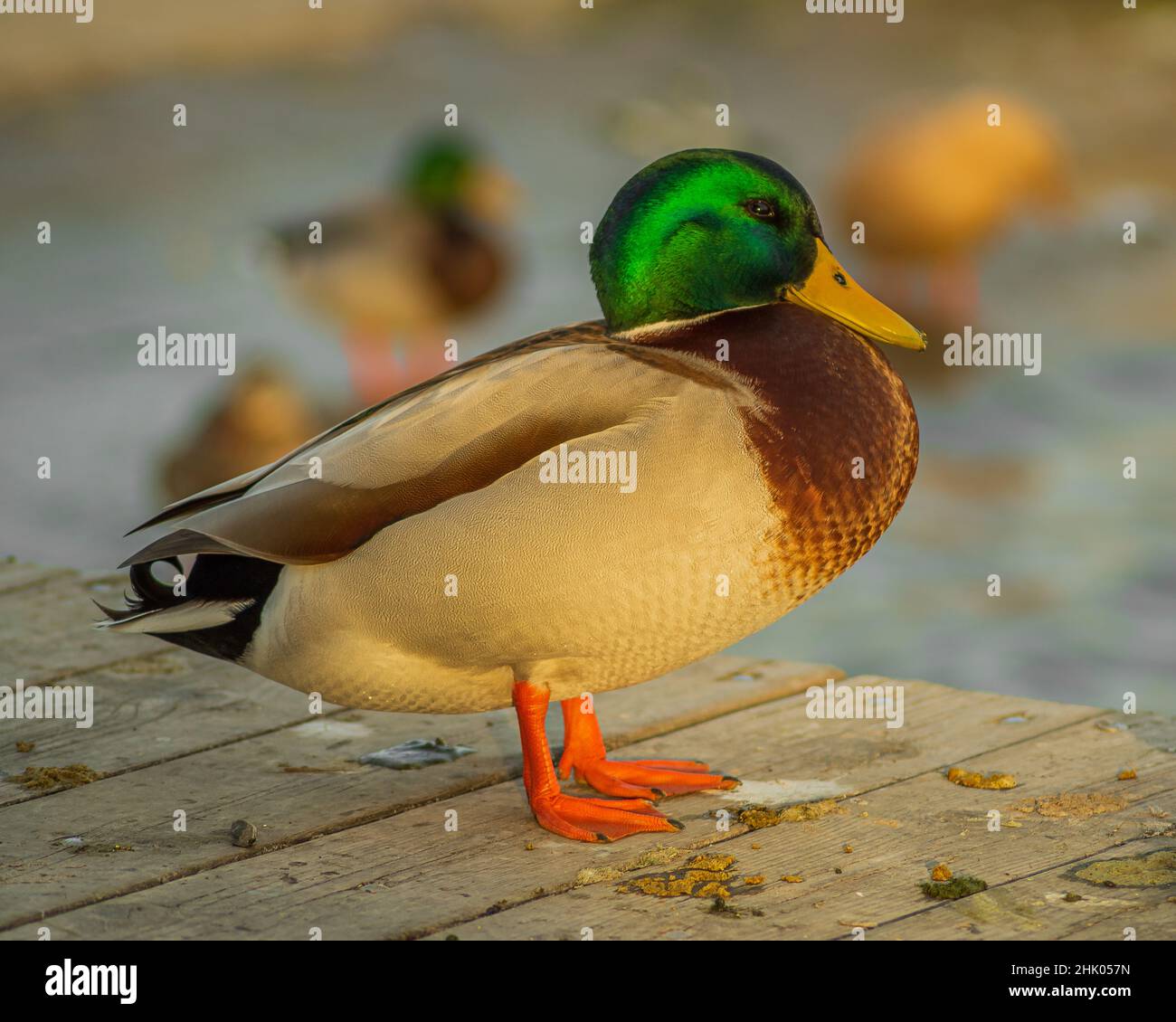 Top duck hi-res stock photography and images - Alamy