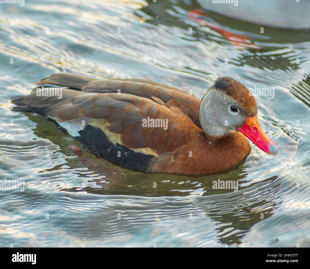 Duck floating in the water Stock Photo - Alamy