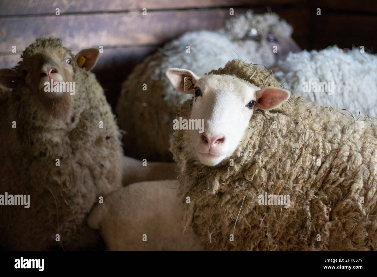 Sheep lambs pen animal family hi-res stock photography and images - Alamy