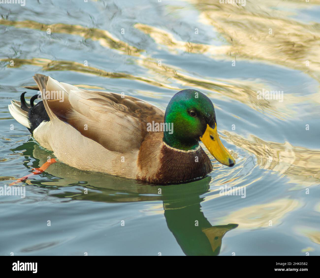duck swimming in the water Stock Photo - Alamy