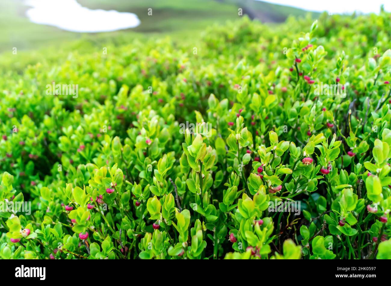 blooming mountain bilberry (Vaccinium myrtillus) is perennial wild ...