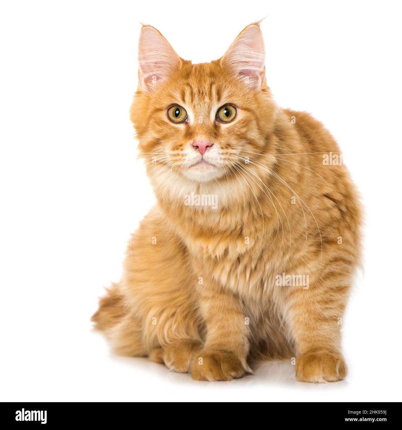 Red maine coon cat isolated on white background Stock Photo - Alamy
