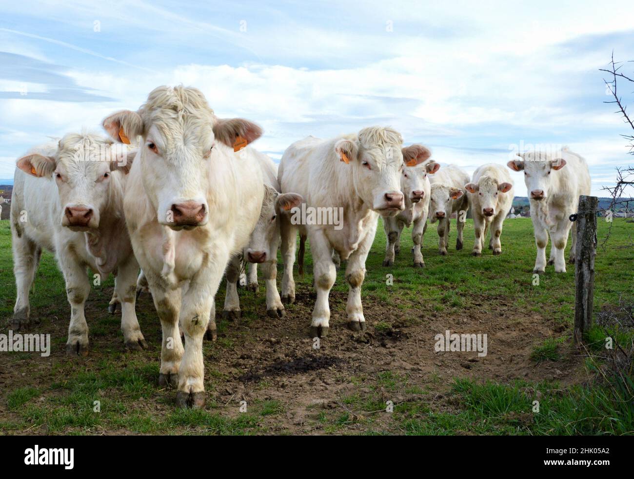 A herd of Charolais cows in a field, in the countryside Stock Photo - Alamy