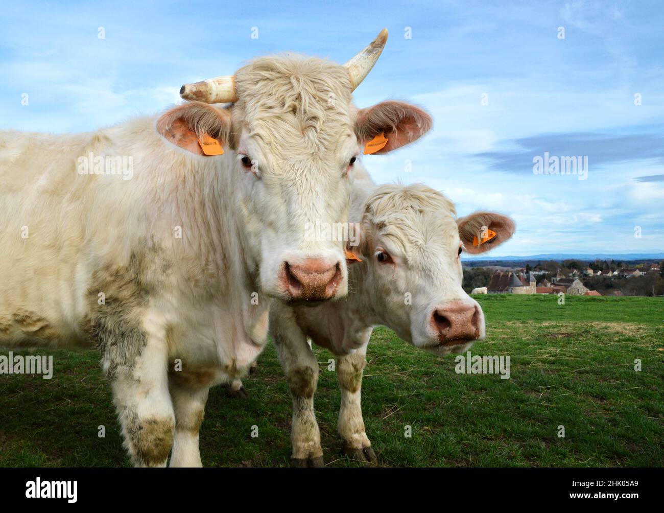 A herd of Charolais cows in a field, in the countryside Stock Photo - Alamy
