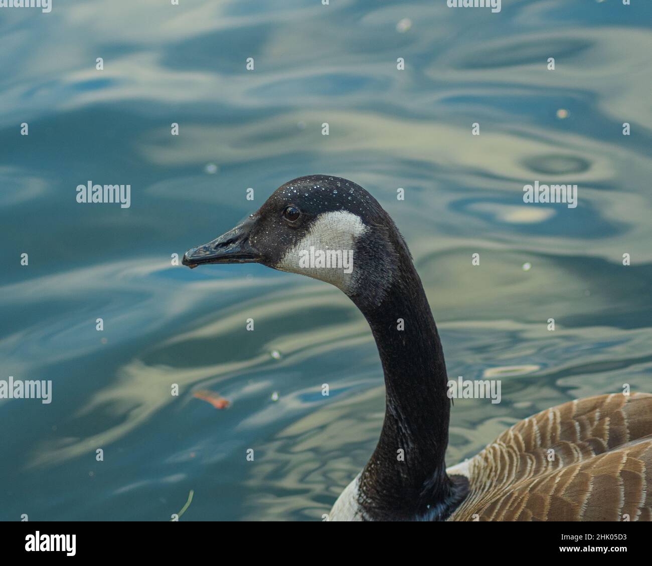 Goose floating in the water Stock Photo - Alamy