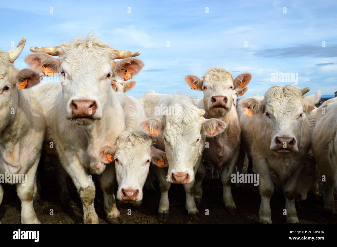 A herd of Charolais cows in a field, in the countryside Stock Photo - Alamy
