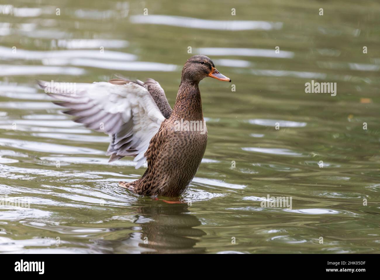 Duck waving its wings in the water Stock Photo - Alamy