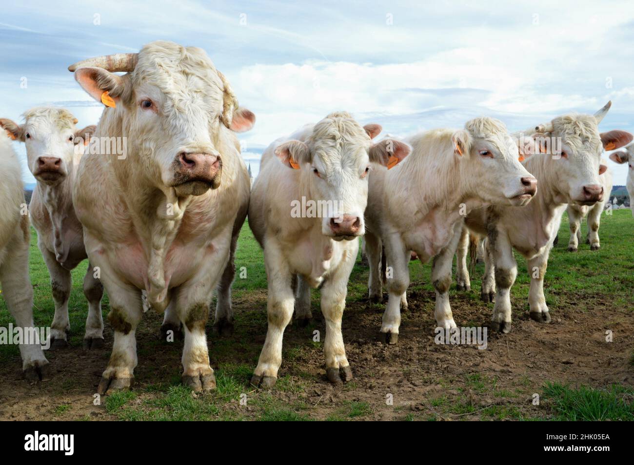 Bull and cows hi-res stock photography and images - Alamy