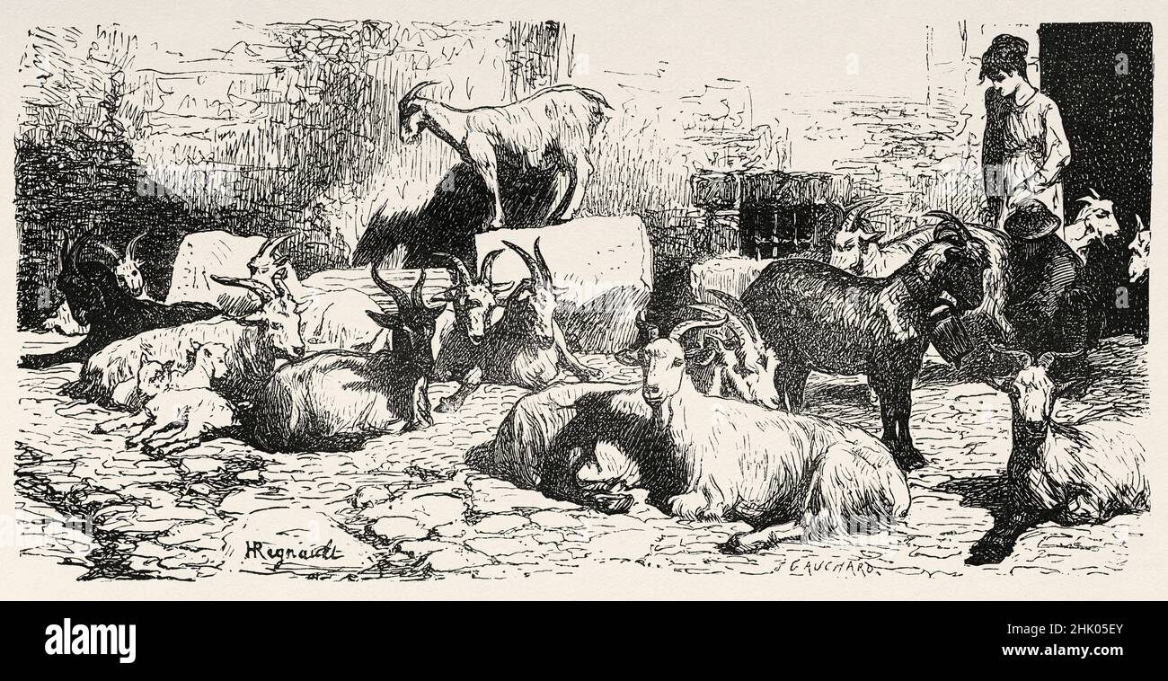 Goats of the Roman countryside, Rome. Italy, Europe. Old 19th century ...
