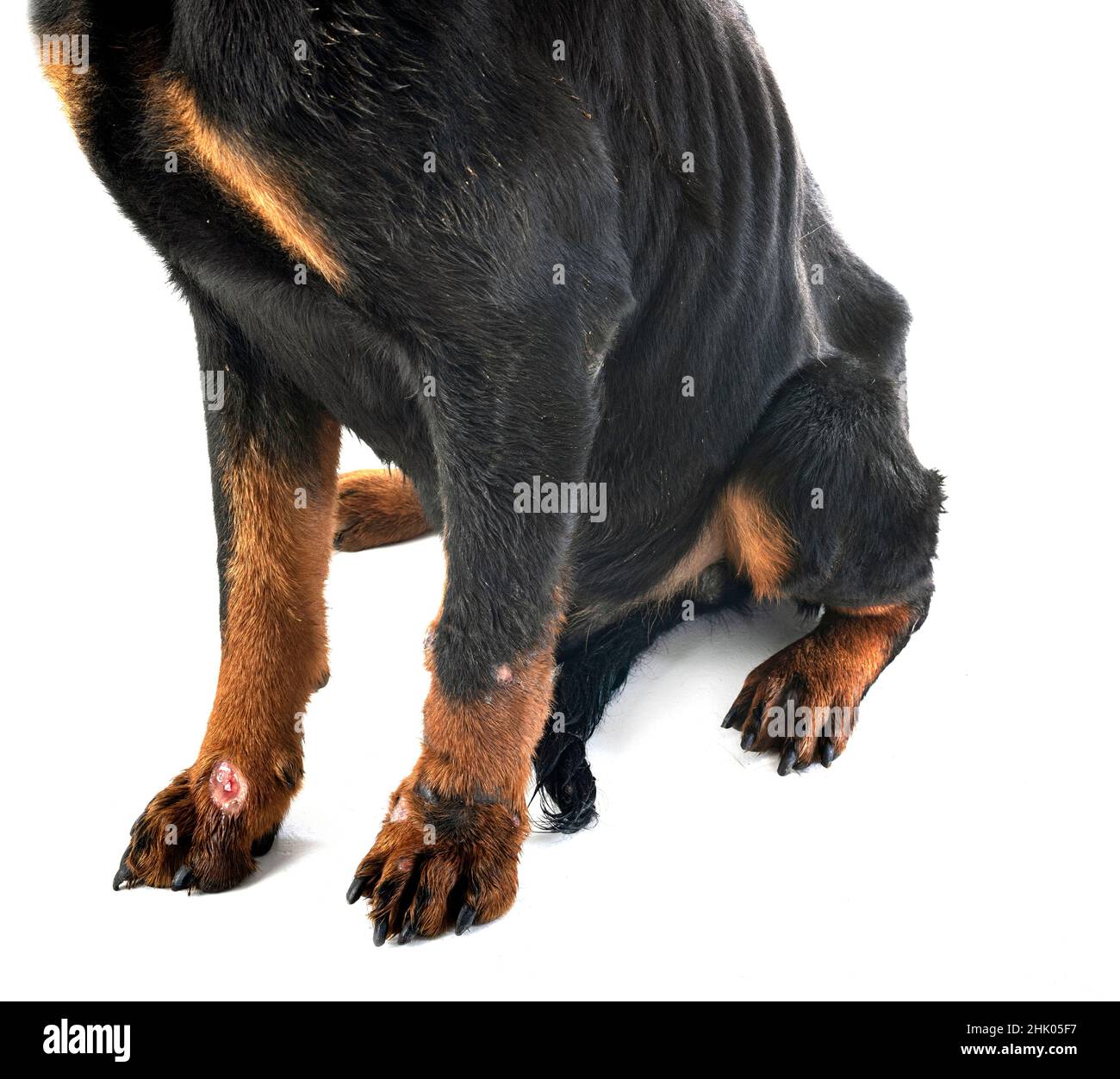 sick rottweiler in front of white background Stock Photo - Alamy