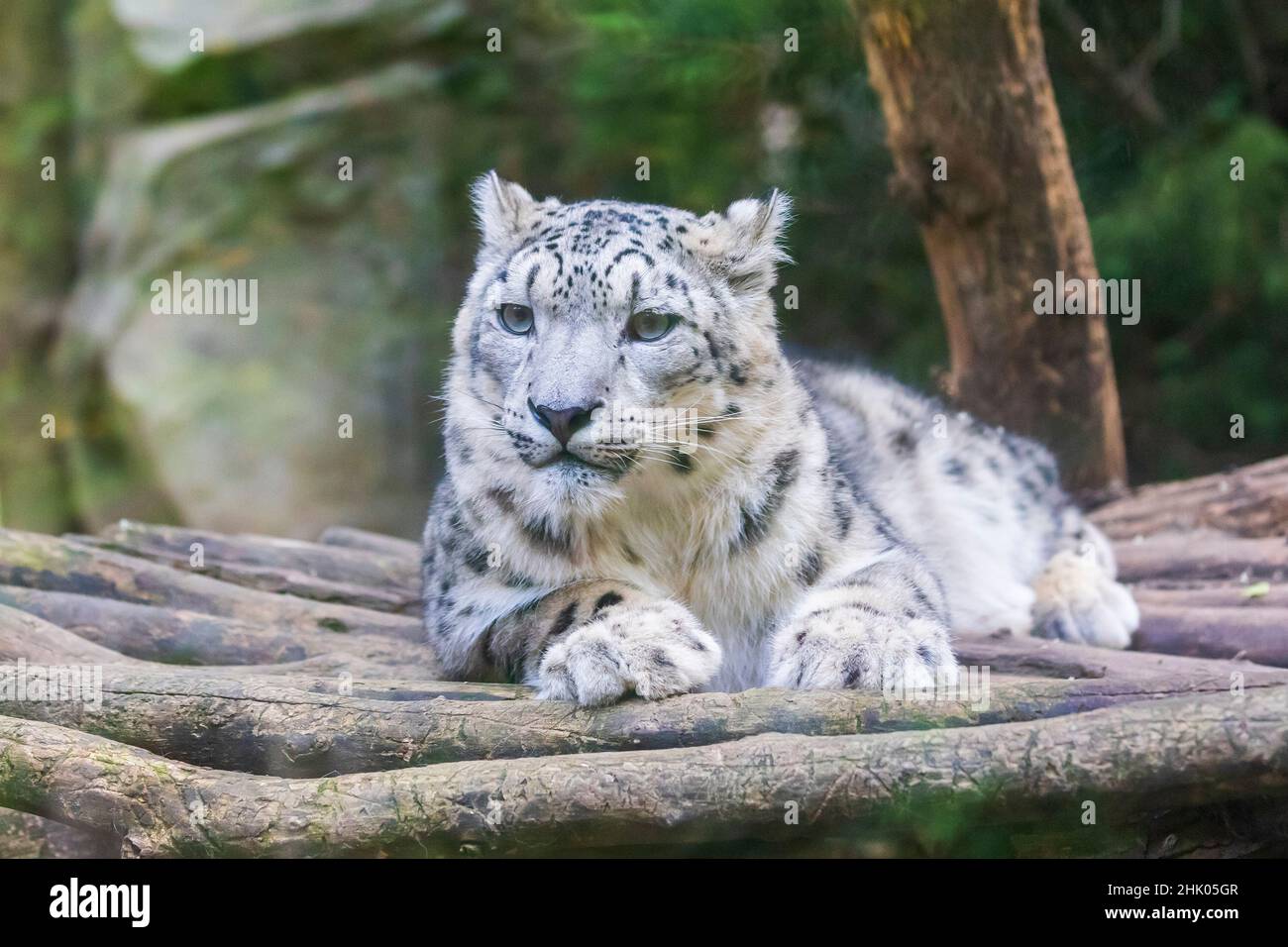 Panthera uncia - Mountain Leopard resting in the zoo on a wooden ...