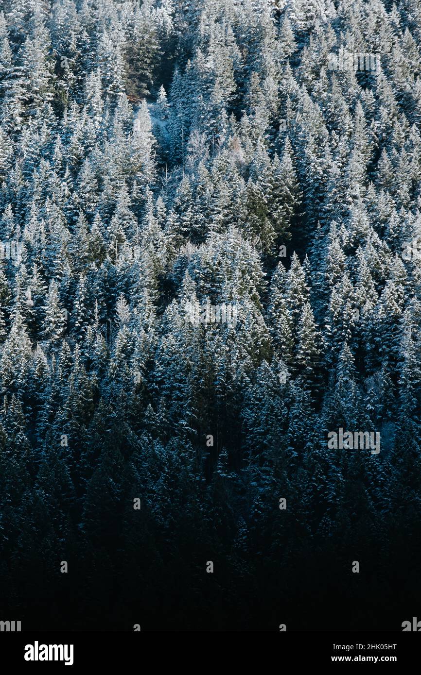 Snow Line Tree Gradient Natural Stock Photo - Alamy