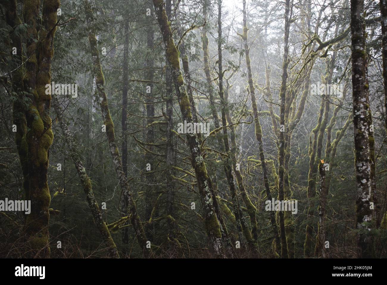 Foggy treescape hi-res stock photography and images - Alamy