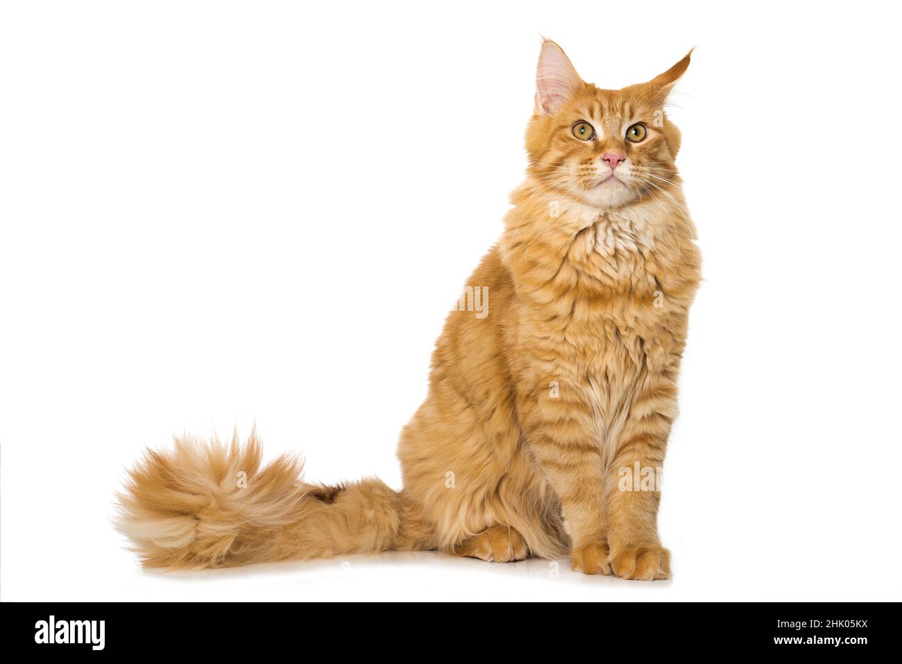 Red maine coon cat isolated on white background Stock Photo - Alamy