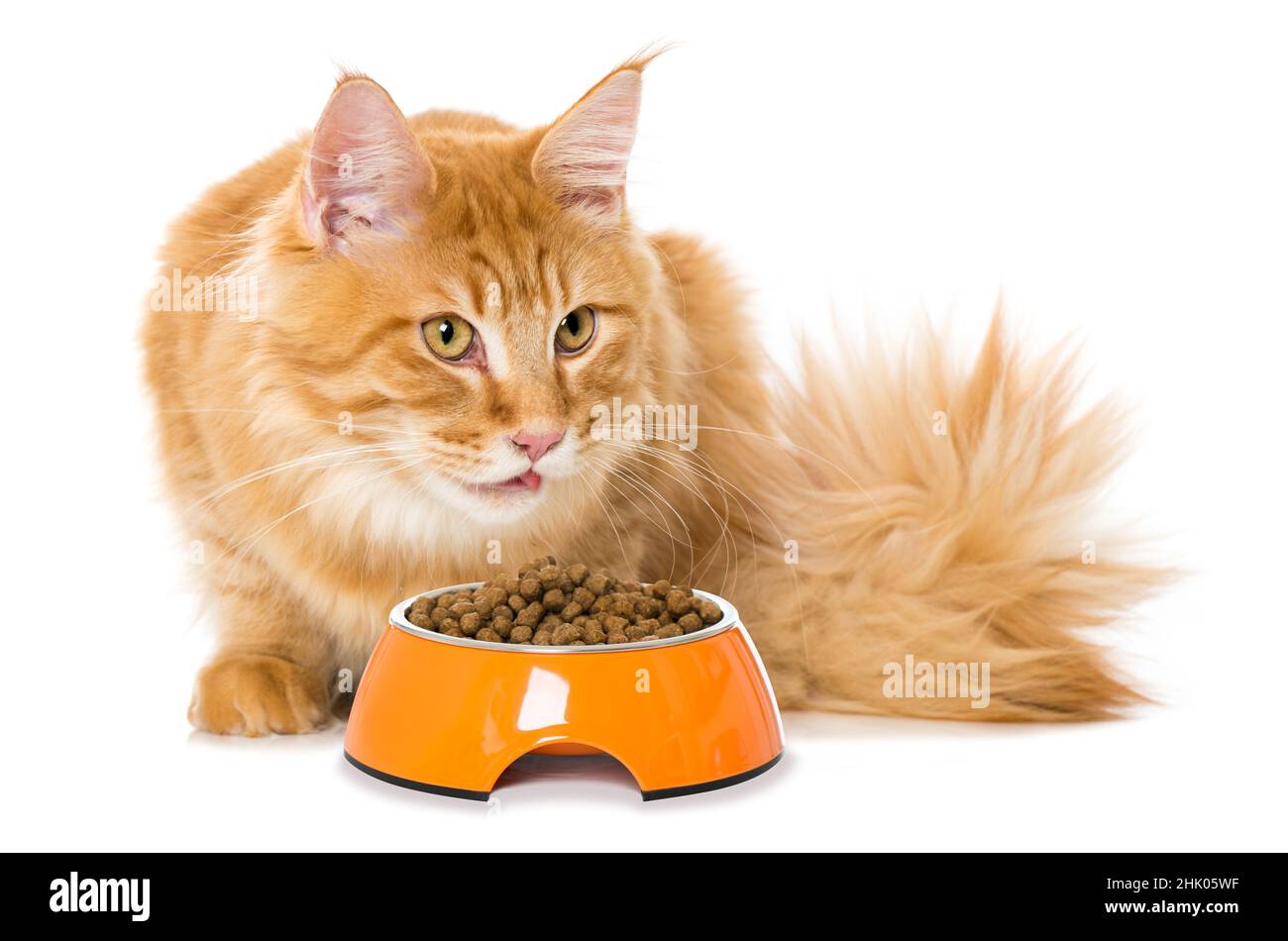 Red maine coon cat with food bowl isolated on white background Stock ...