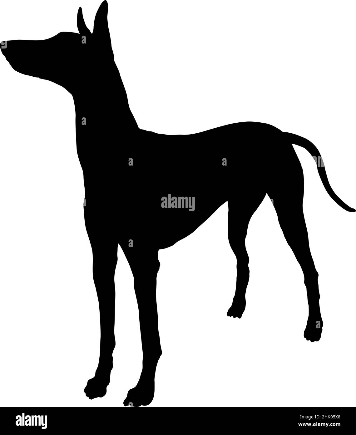 Black Pharaoh Hound