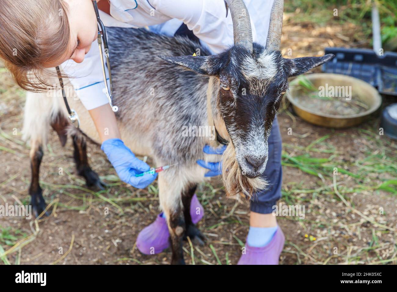 Veterinarian woman with syringe holding and injecting goat on ranch ...
