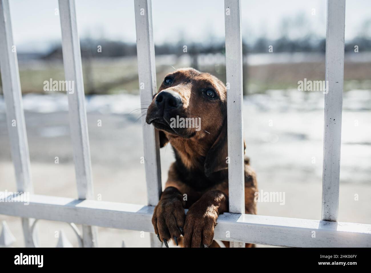 Dog looking through a fence Stock Photo - Alamy