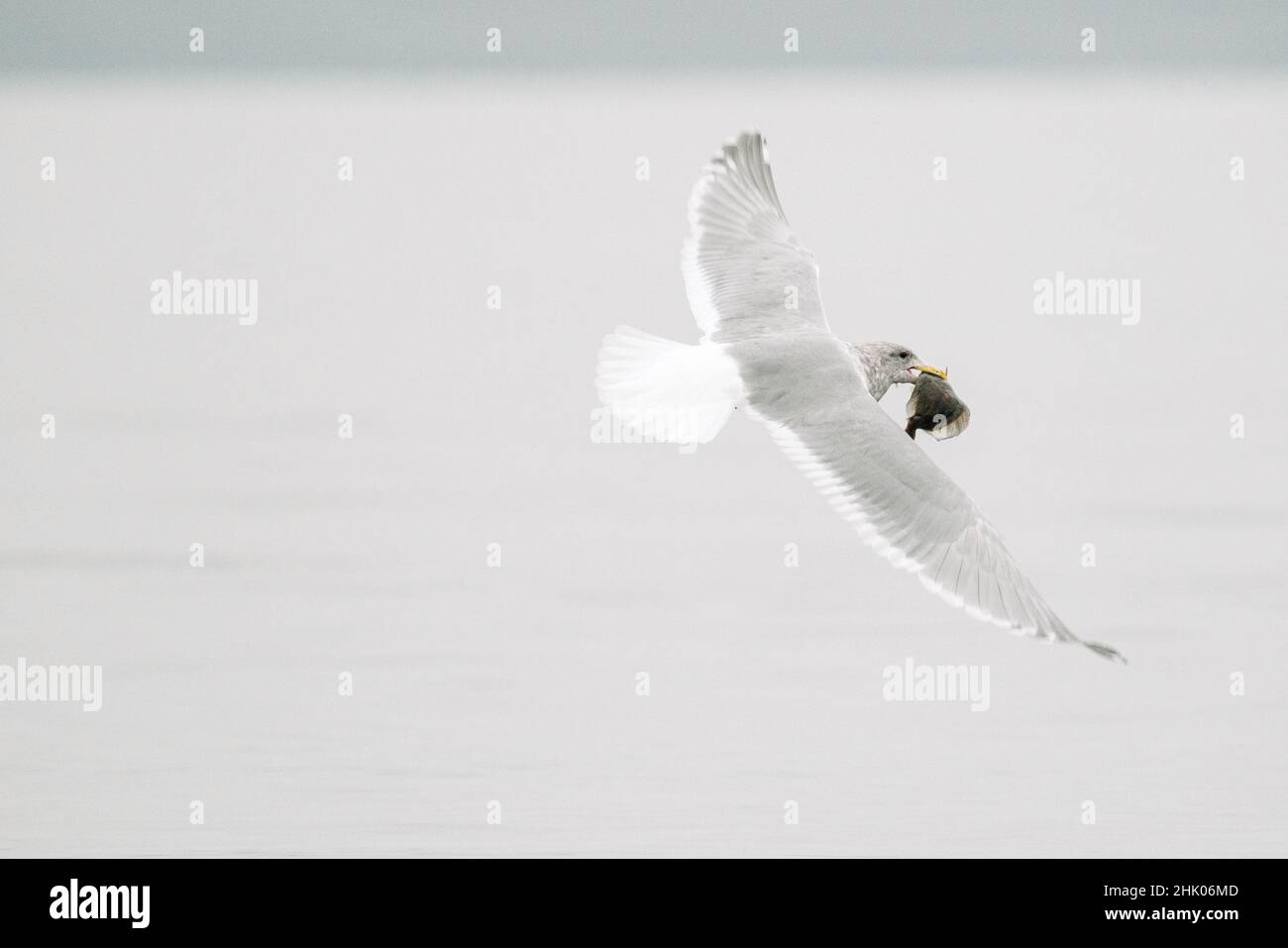 Side view of a sea gull flying with a flounder in its mouth Stock Photo ...