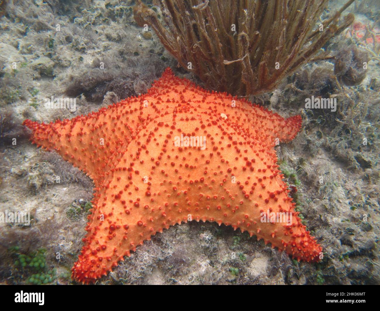 orange starfish in shallow water in the caribbean sea Stock Photo - Alamy